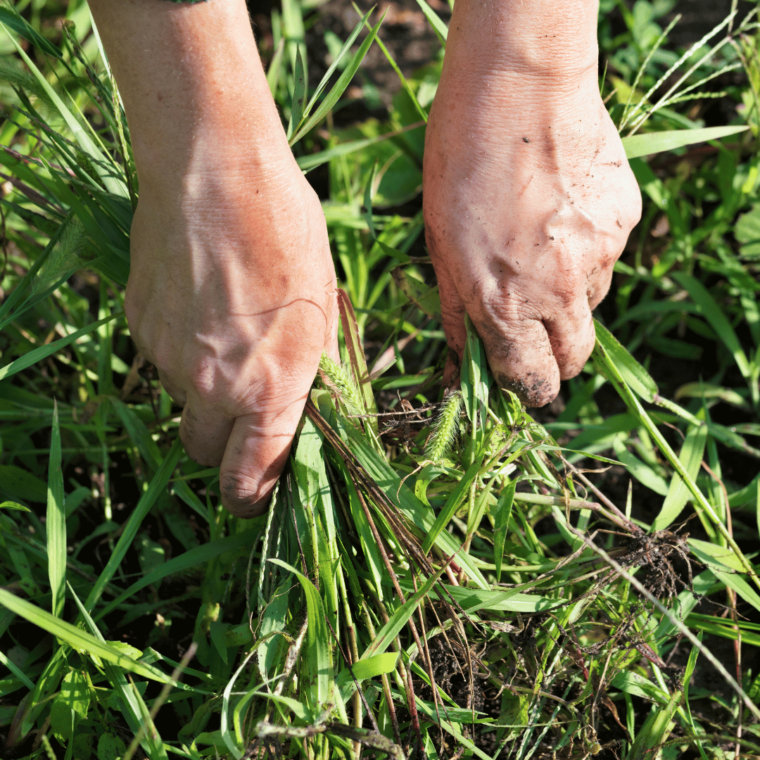 Come evitare le erbacce nell'orto: Strategie efficaci – Brico SA