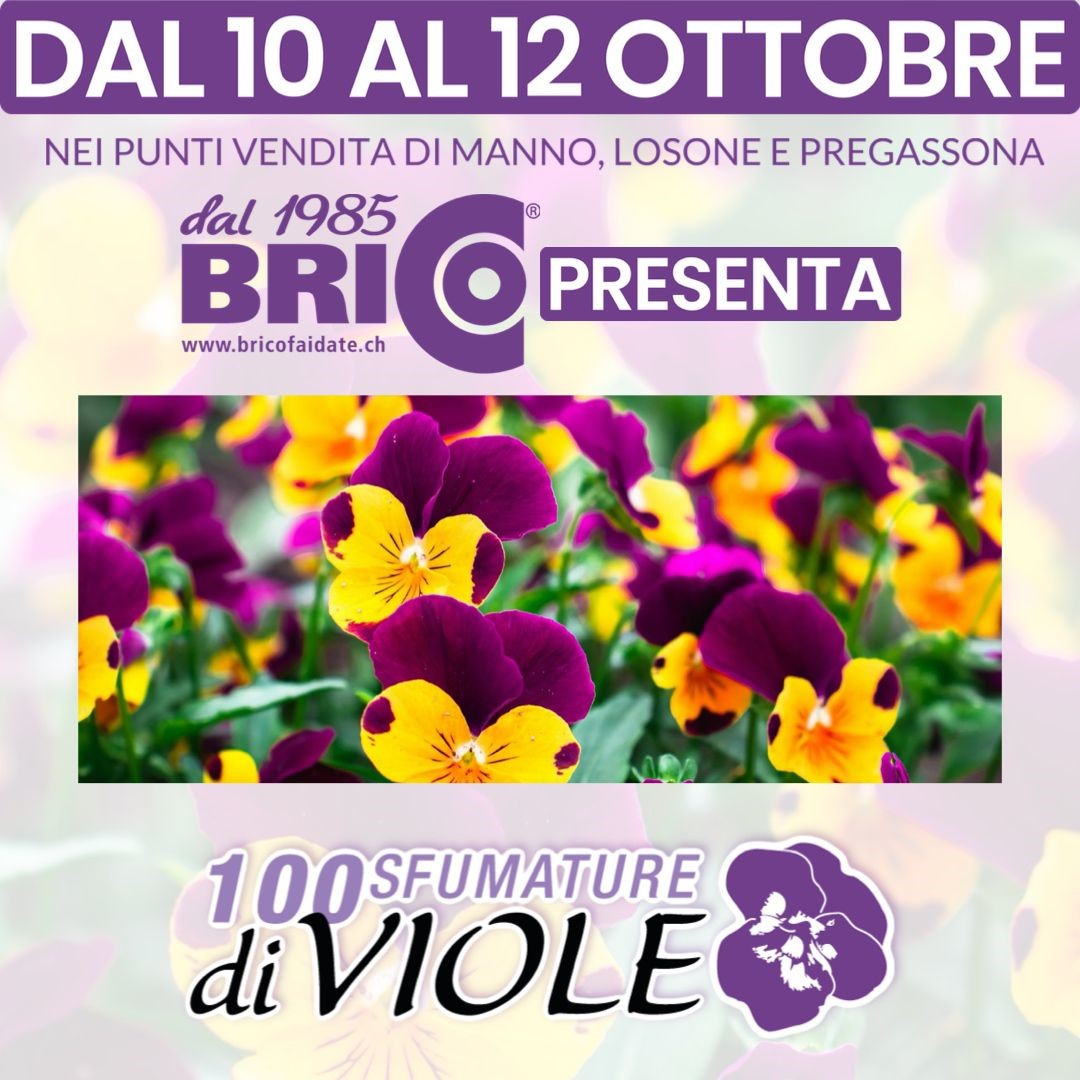 Le viole: protagoniste della nostra mostra "100 sfumature di Viole ...